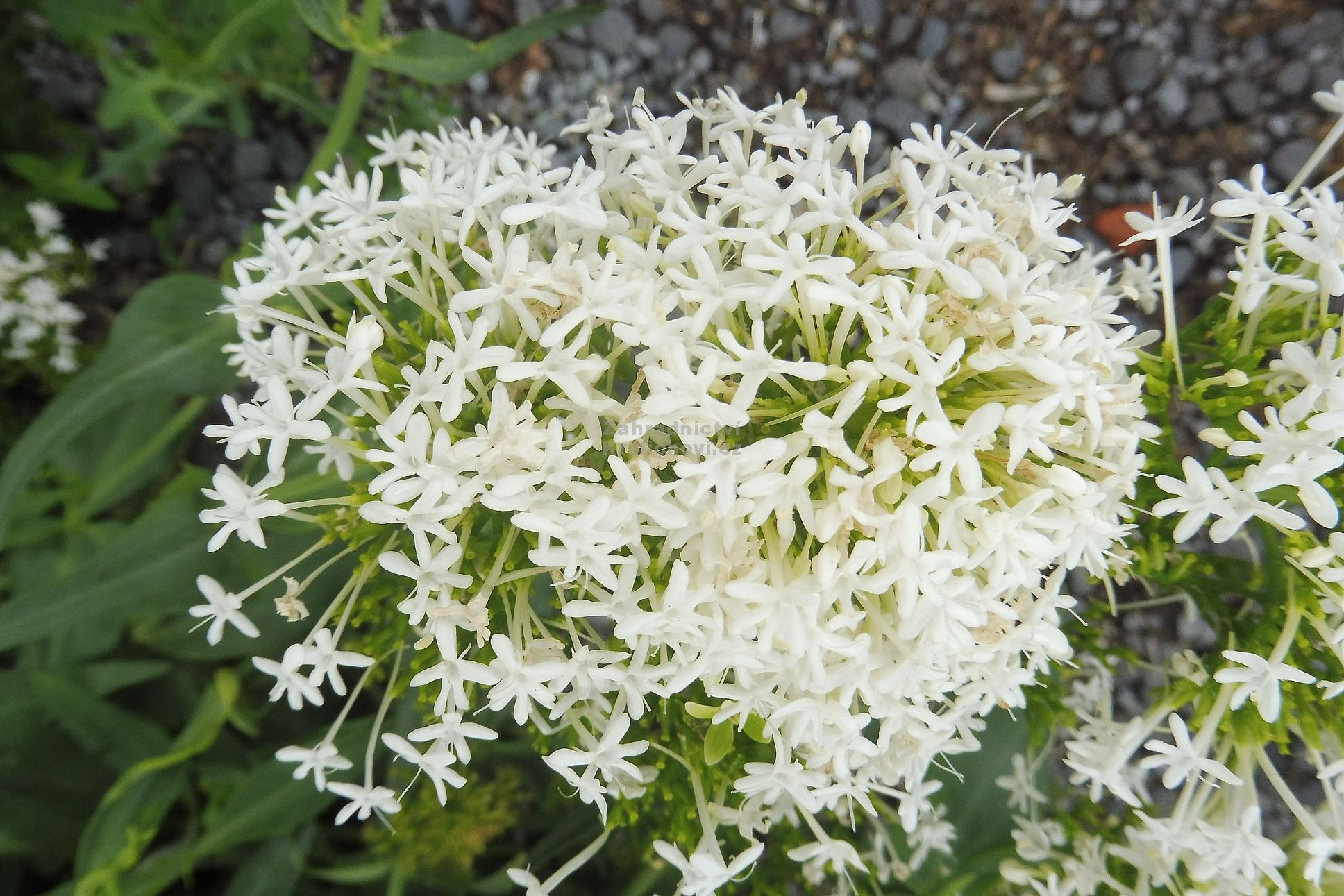 Centranthus ruber " Albus " - mavuň červená, bělokvětá forma ...