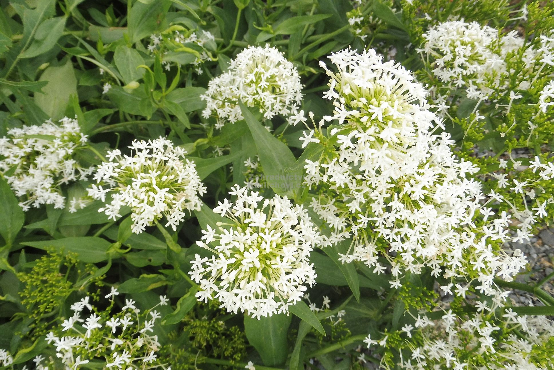 Centranthus ruber " Albus " - mavuň červená, bělokvětá forma ...