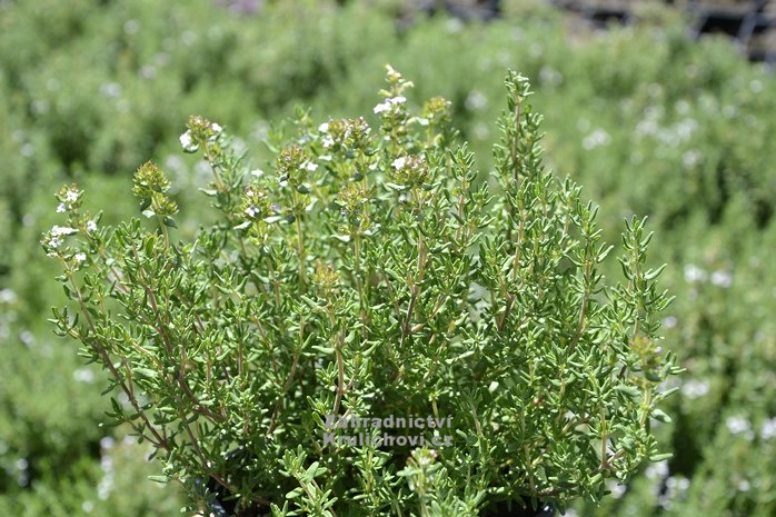 Thymus vulgaris " Faustini " - tymián Zahradnictví Krulichovi ...