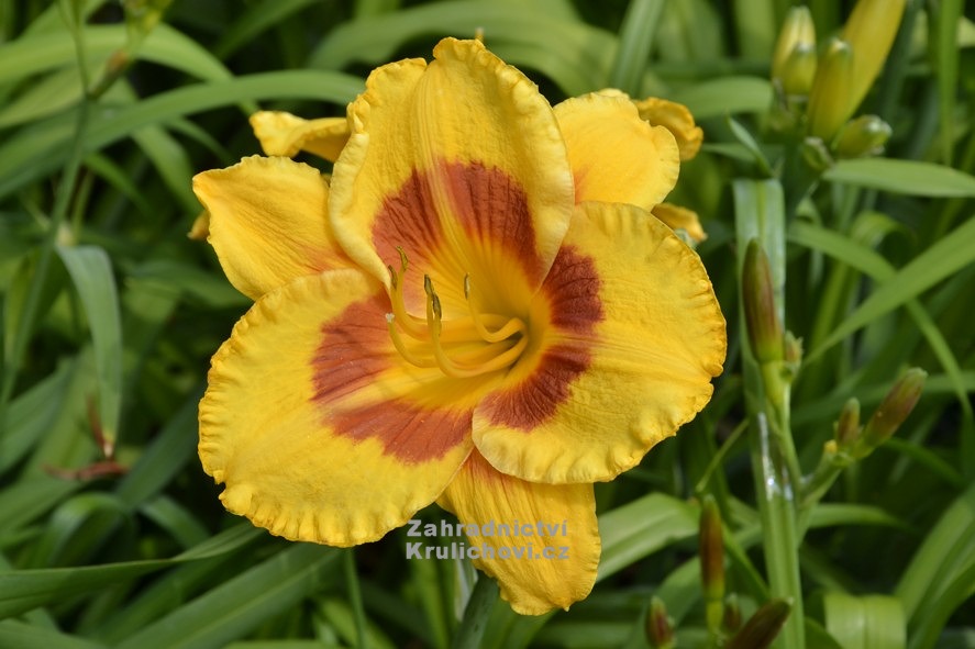 Hemerocallis " Blackberry Candy " - denivka Zahradnictví Krulichovi ...