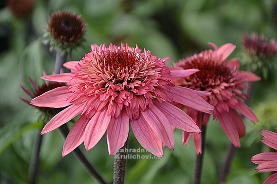Echinacea " Raspberry Truffle " ® - třapatkovka Zahradnictví Krulichovi ...