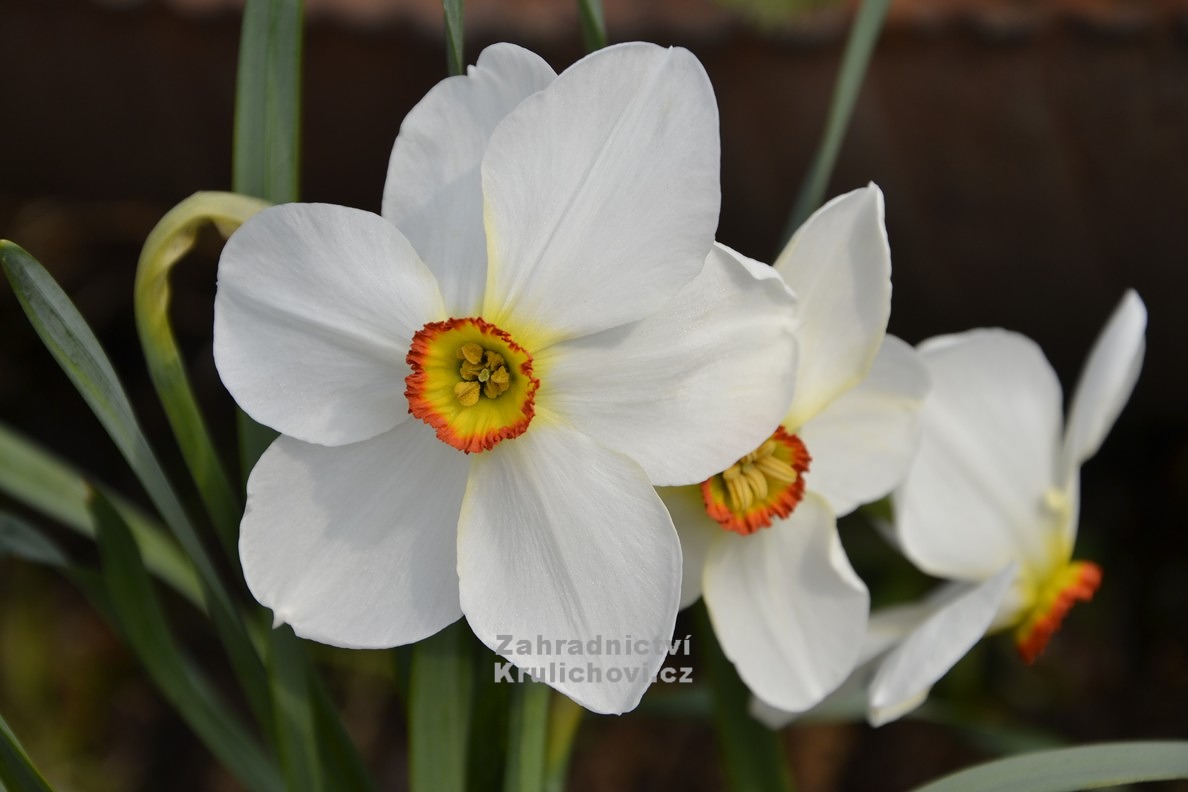 Narcissus poëticus - narcis bílý, vonící Zahradnictví Krulichovi ...