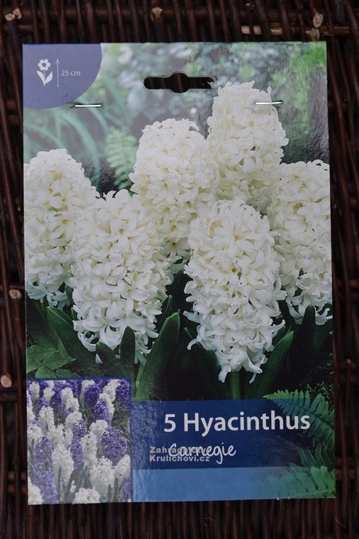 Hyacinthus orientalis " Carnegie " - hyacint Zahradnictví Krulichovi ...