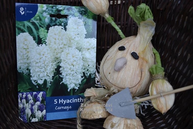 Hyacinthus orientalis " Carnegie " - hyacint Zahradnictví Krulichovi ...