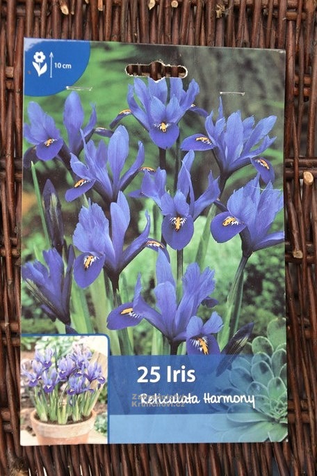 Iris reticulata " Harmony " - iris, kosatec síťkovaný Zahradnictví Krulichovi - zahradnictví ...
