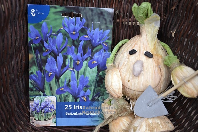 Iris reticulata " Harmony " - iris, kosatec síťkovaný Zahradnictví Krulichovi - zahradnictví ...