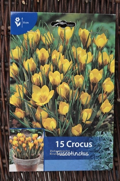 Crocus chrysanthus var. fuscotinctus - krokus zlatokvětý Zahradnictví ...
