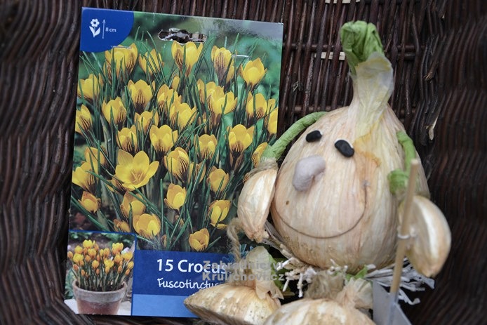 Crocus chrysanthus var. fuscotinctus - krokus zlatokvětý Zahradnictví ...
