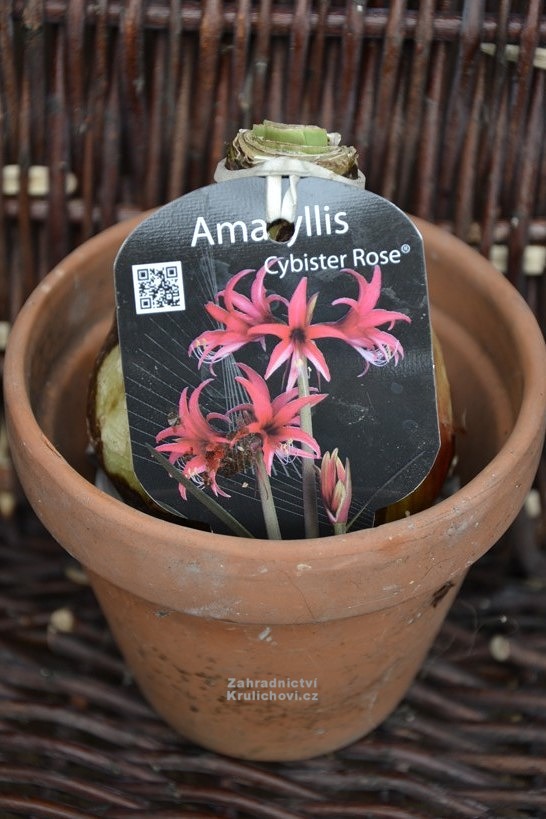 Hippeastrum ( syn. Amaryllis ) " Cybister Rose " - amarylis, hvězdník ...