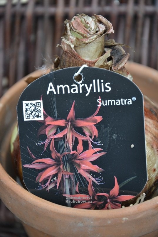 Hippeastrum ( syn. Amaryllis ) " Sumatra " - amarylis, hvězdník ...