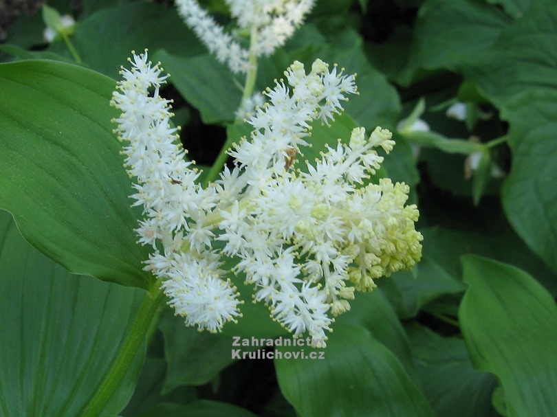 Smilacina racemosa - smilacina hroznovitá Zahradnictví Krulichovi ...