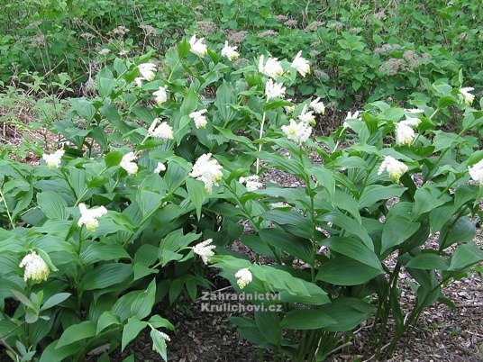 Smilacina racemosa - smilacina hroznovitá Zahradnictví Krulichovi ...