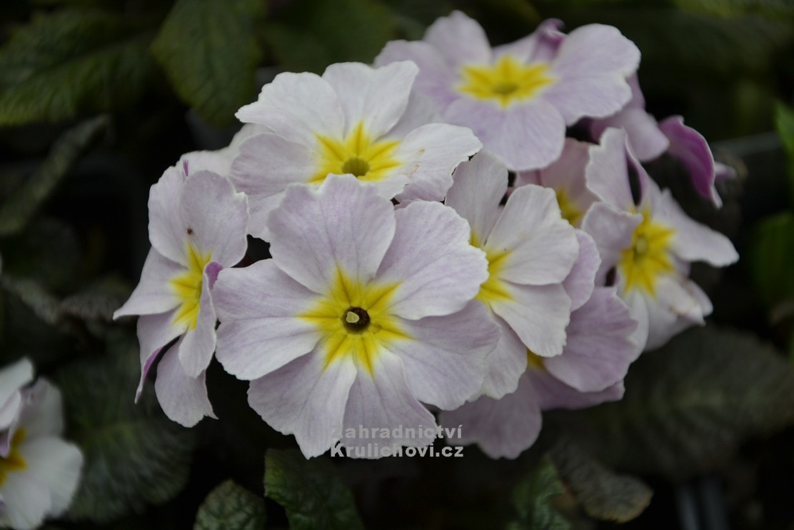 Primula " Guinevere " - petrklíč, prvosenka Zahradnictví Krulichovi ...