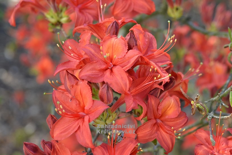 Azalea " Feuerwerk " - azalka opadavá, velkokvětá Zahradnictví ...