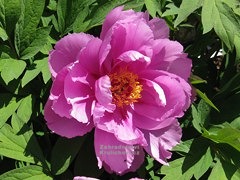 Paeonia suffruticosa " Rou Fu Rong " - pivoňka dřevitá, keřovitá ...