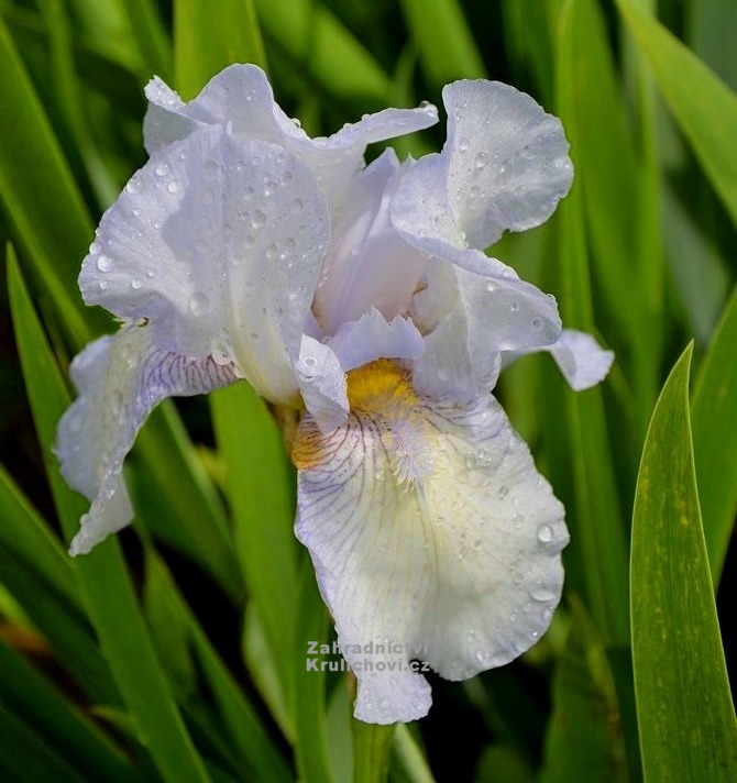 Iris germanica " Cutie " - kosatec Zahradnictví Krulichovi ...