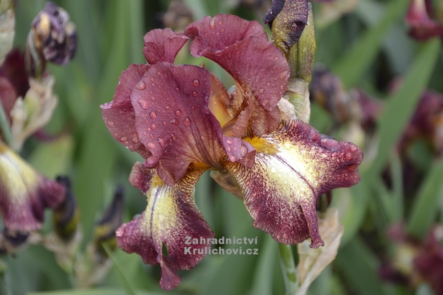 Iris germanica " Raspberry Candle " - kosatec Zahradnictví Krulichovi ...