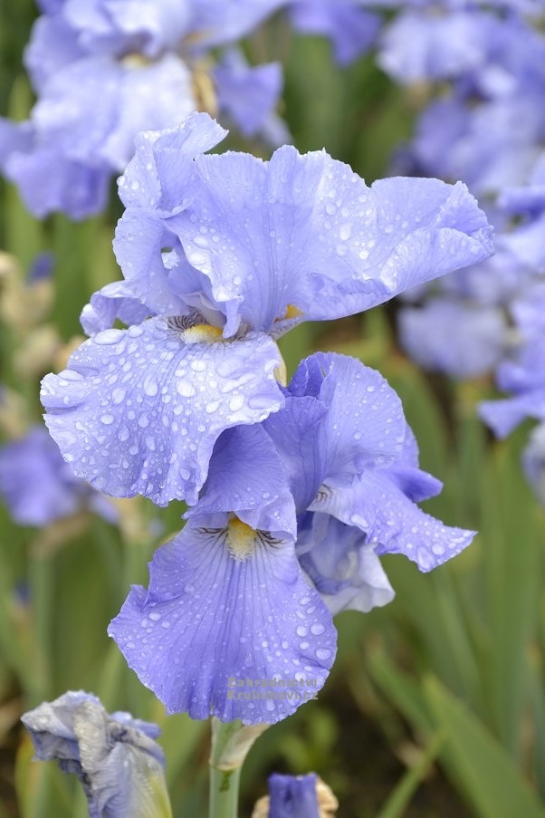 Iris x barbata Nana ( Iris pumila )" Blue Denim " - kosatec nízký ...