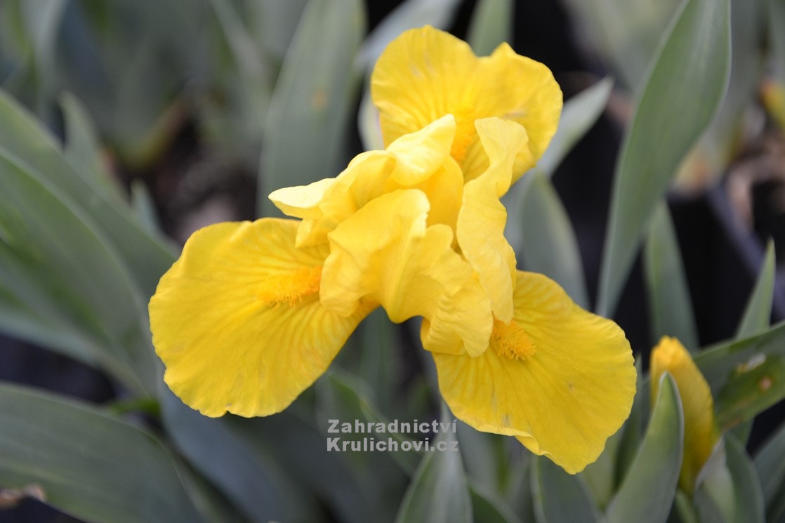 Iris x barbata Nana ( Iris pumila )" Brassie " - kosatec nízký ...