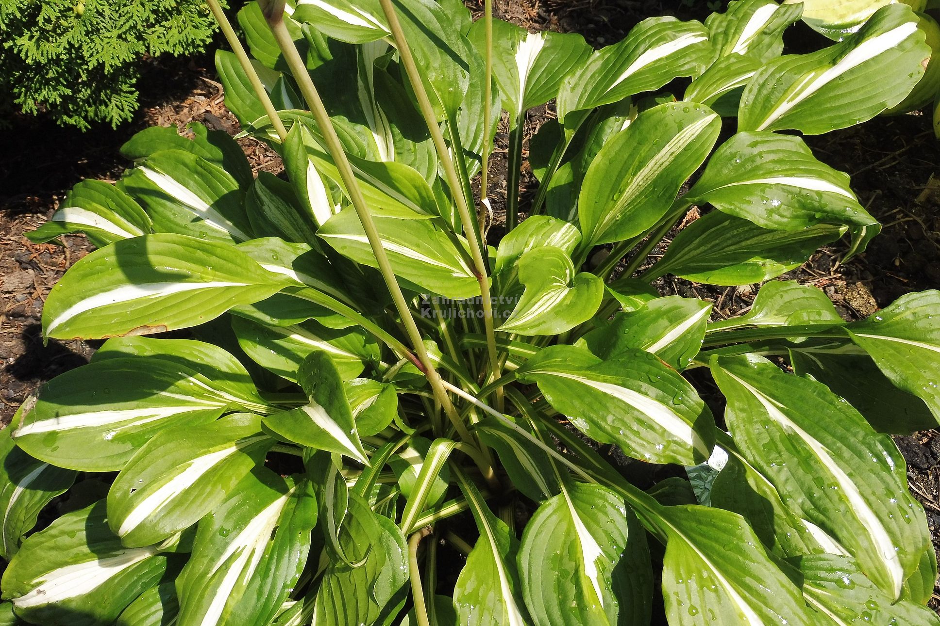 Hosta " Undulata Mediovariegata " - hosta, bohyška Zahradnictví ...