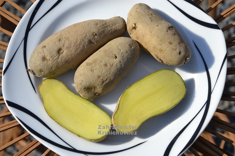 Solanum tuberosum " Linzer Delikatess " - brambora, erteple, kobzole ...