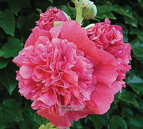 Alcea rosea " Chater´s Double Rose " - topolovka, slézová růže ...