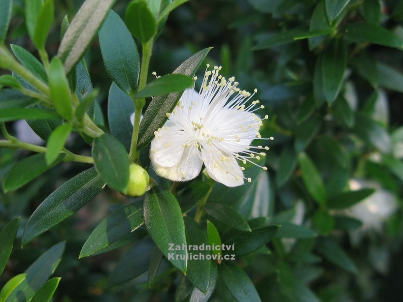 Myrtus communis var. microphylla - myrta obecná drobnolistá ...