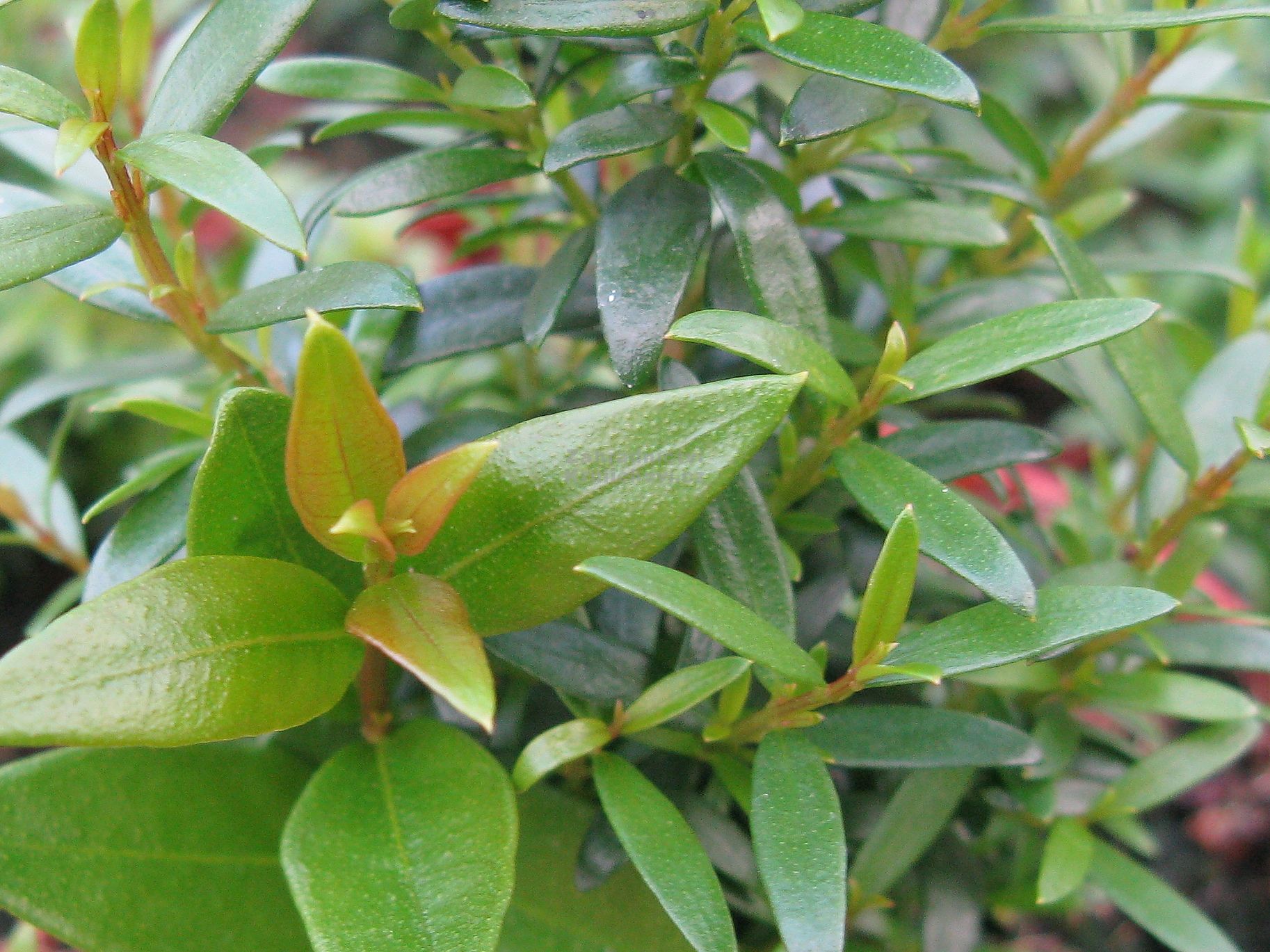 Myrtus communis var. microphylla - myrta obecná drobnolistá ...