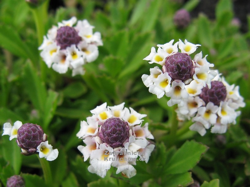 Lippia ( Phylla ) nodiflora - lipia Zahradnictví Krulichovi ...