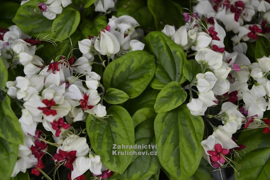 Clerodendrum thomsoniae " Variegata " - blahokeř panašovaný ...