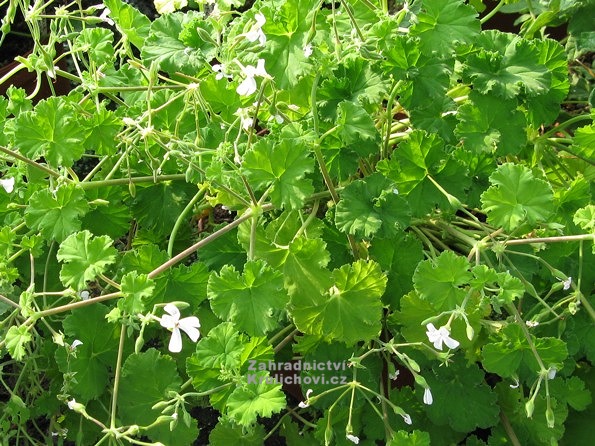 Pelargonium odoratissimum - muškát, pelargonie vonná Zahradnictví ...
