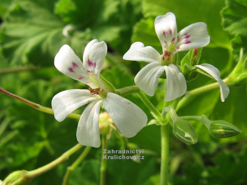 Pelargonium odoratissimum - muškát, pelargonie vonná Zahradnictví ...