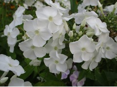 Phlox paniculata " Danielle " - flox, plamenka Zahradnictví Krulichovi ...