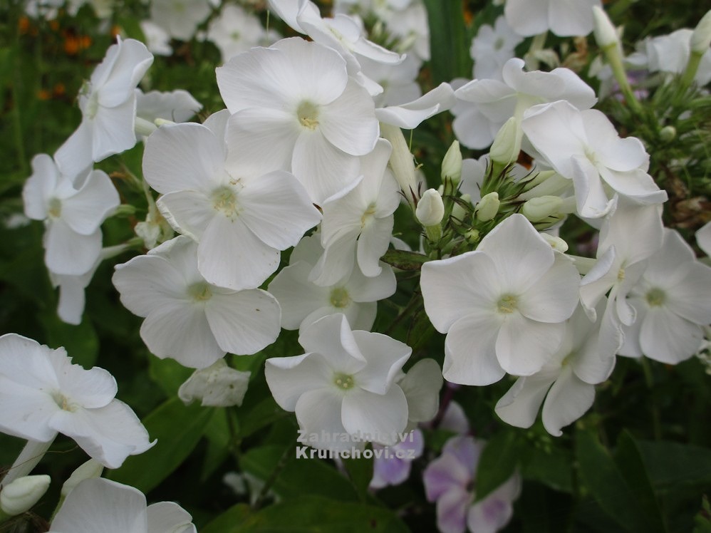 Phlox paniculata " Danielle " - flox, plamenka Zahradnictví Krulichovi ...