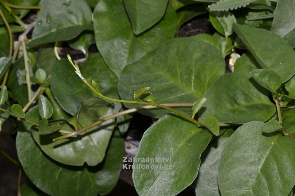 Anredera cordifolia ( syn. Boussingaultia baselloides ) - madeirské ...
