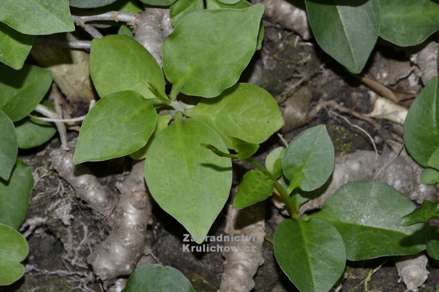 Anredera cordifolia ( syn. Boussingaultia baselloides ) - madeirské ...