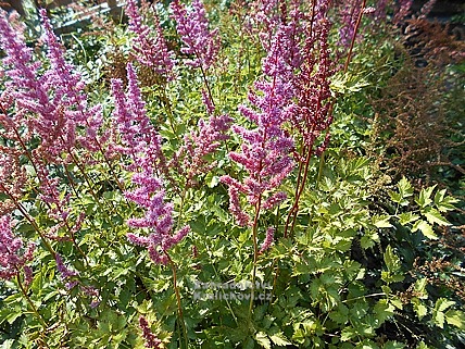 Astilbe x arendsii " Color Flash Lime " ® - čechrava Zahradnictví ...
