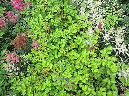 Astilbe x arendsii " Color Flash Lime " ® - čechrava Zahradnictví ...