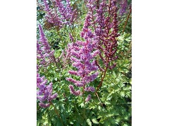 Astilbe x arendsii " Color Flash Lime " ® - čechrava Zahradnictví ...