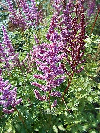 Astilbe x arendsii " Color Flash Lime " ® - čechrava Zahradnictví ...