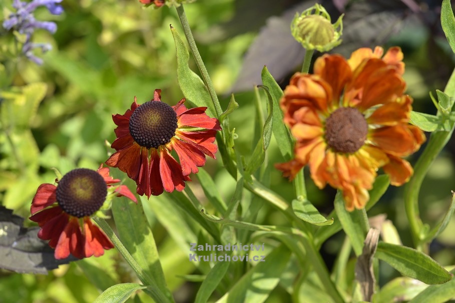 Helenium × hybridum " Red Army " - záplevák Zahradnictví Krulichovi ...
