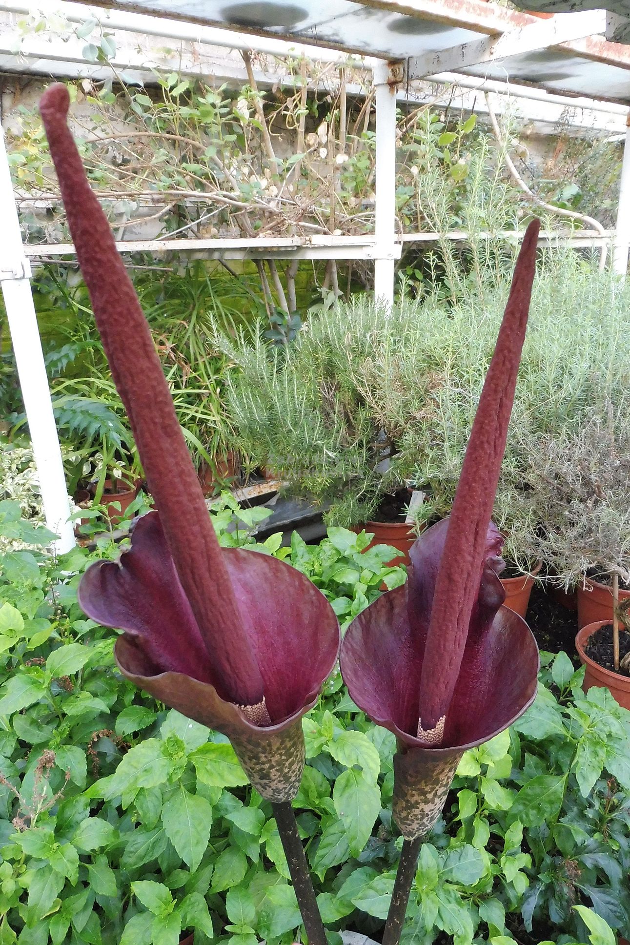 Amorphophallus rivieri - zmijovec, áronova hůl Zahradnictví Krulichovi ...