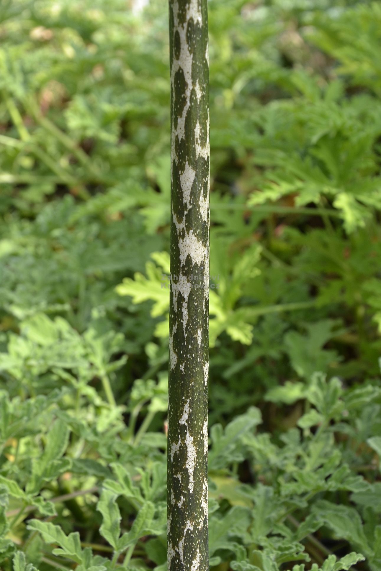 Amorphophallus rivieri - zmijovec, áronova hůl Zahradnictví Krulichovi ...