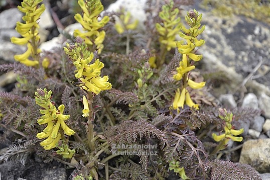 Corydalis cheilanthifolia - dymnivka kapraďolistá Zahradnictví ...