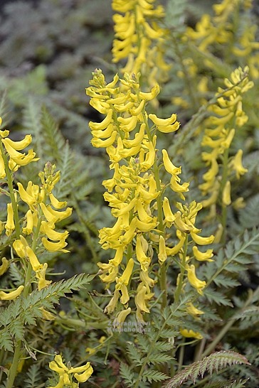 Corydalis cheilanthifolia - dymnivka kapraďolistá Zahradnictví ...