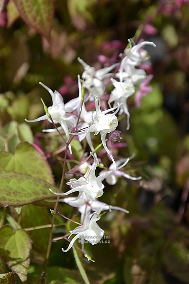 Epimedium grandiflorum " White Queen " - škornice Zahradnictví ...