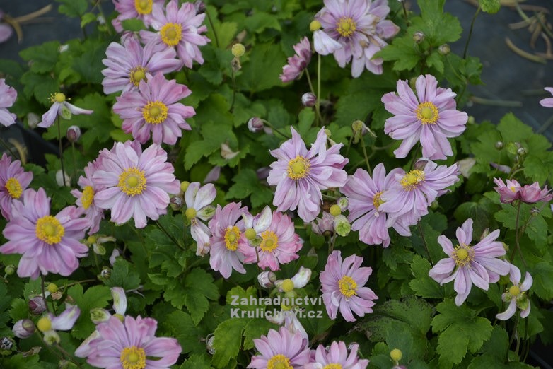 Anemone hupehensis " Pretty Lady Emily " ® - sasanka Zahradnictví ...