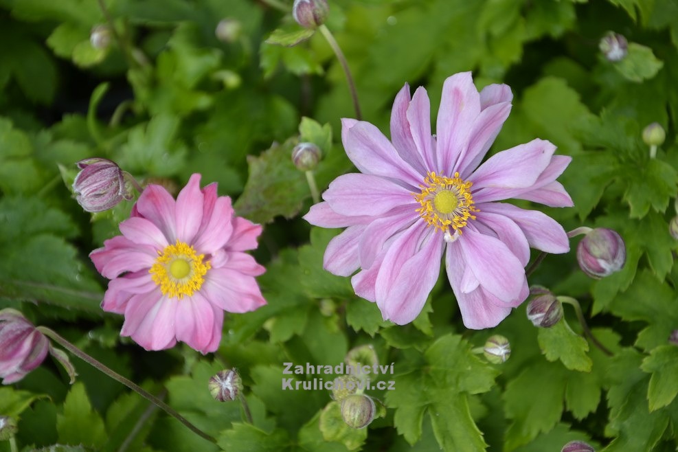 Anemone hupehensis " Pretty Lady Emily " ® - sasanka Zahradnictví ...