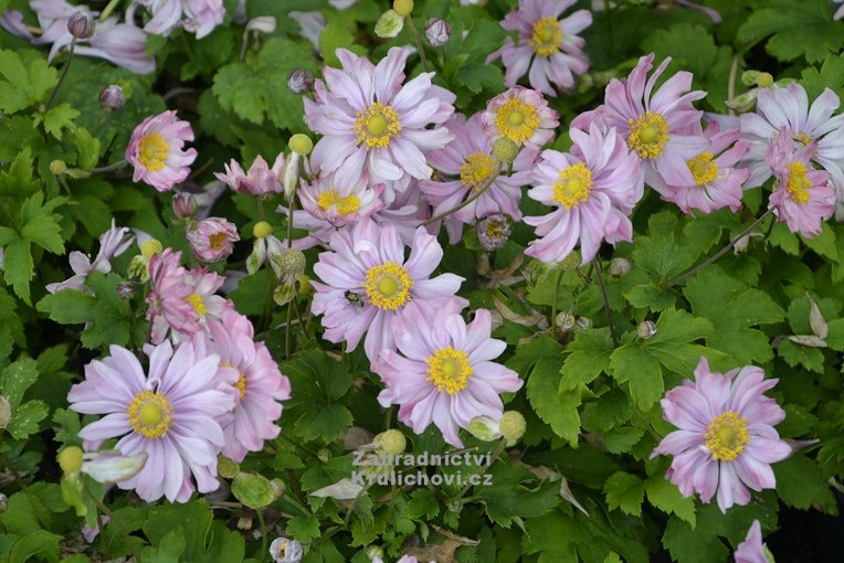 Anemone hupehensis " Pretty Lady Emily " ® - sasanka Zahradnictví ...