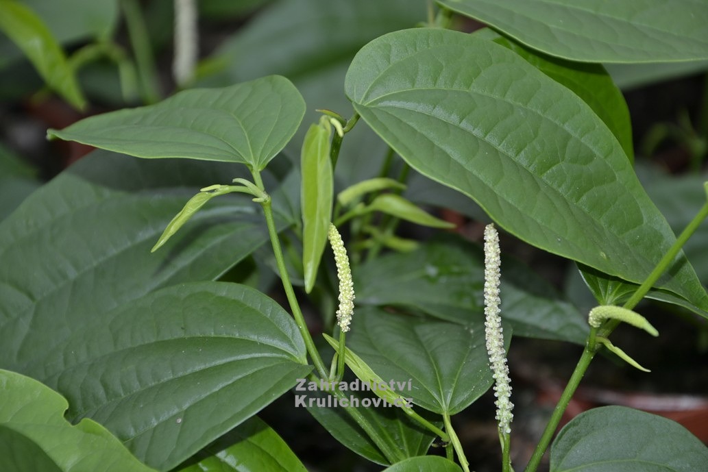 Piper betle - pepřovník betelový, betel Zahradnictví Krulichovi ...